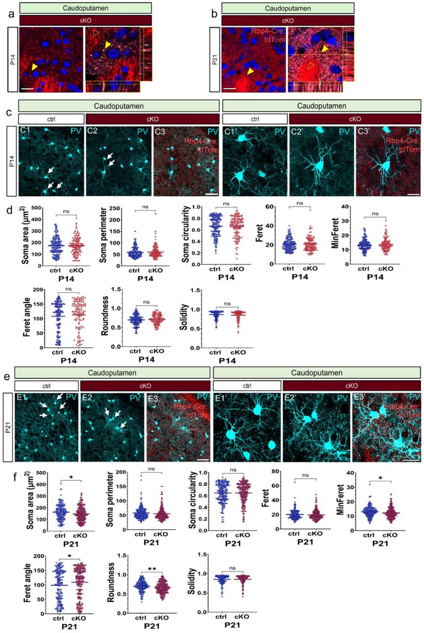 Guinea Pig Anti Vglut1 | Millipore | Bioz