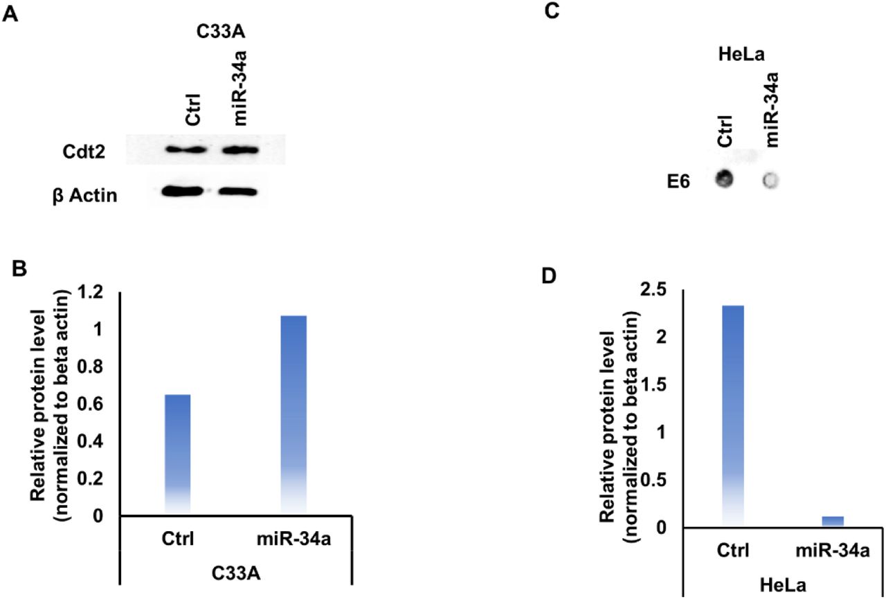C33a Cervical Cancer Cell Line Hpv Negative | ATCC | Bioz