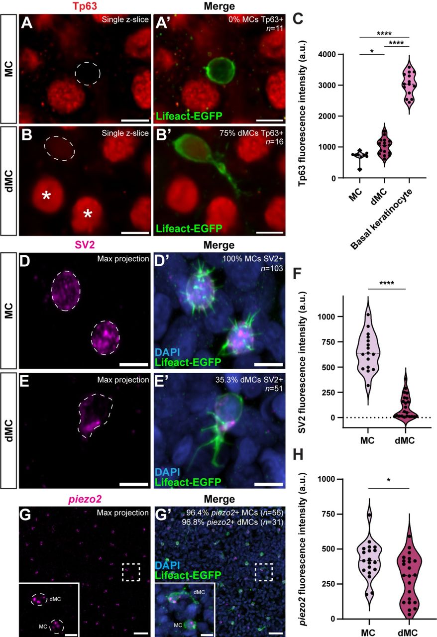 Mouse Monoclonal Anti Sv2 Antibody | Developmental Studies Hybridoma ...