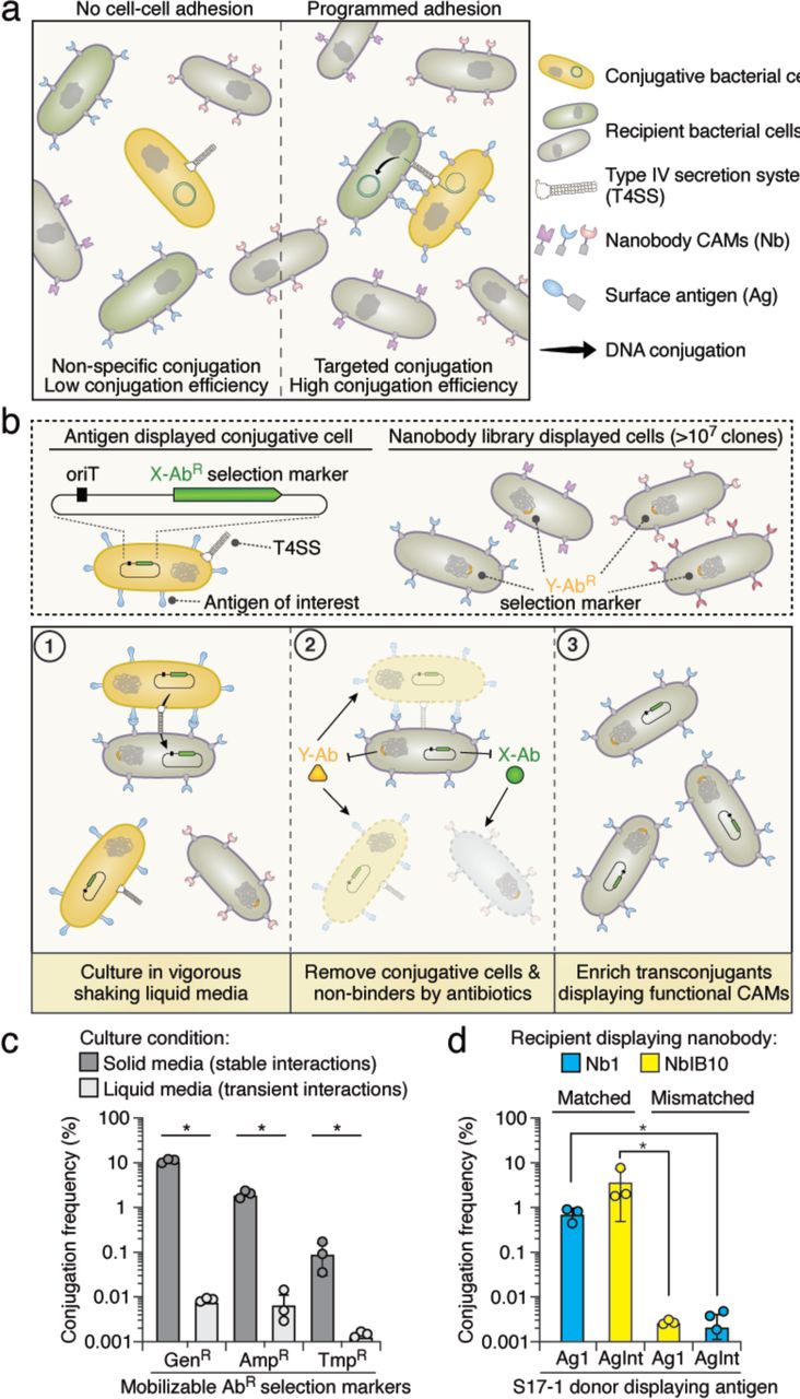 E Coli Strain S17 1 | ATCC | Bioz