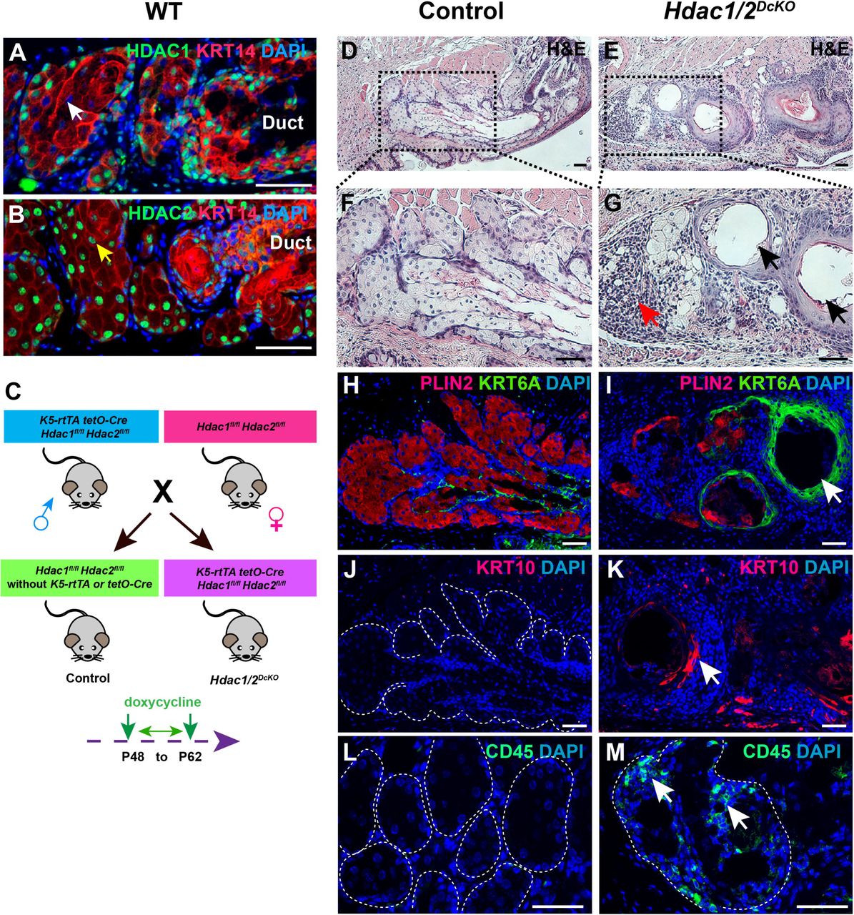 Krt10 | Covance | Bioz