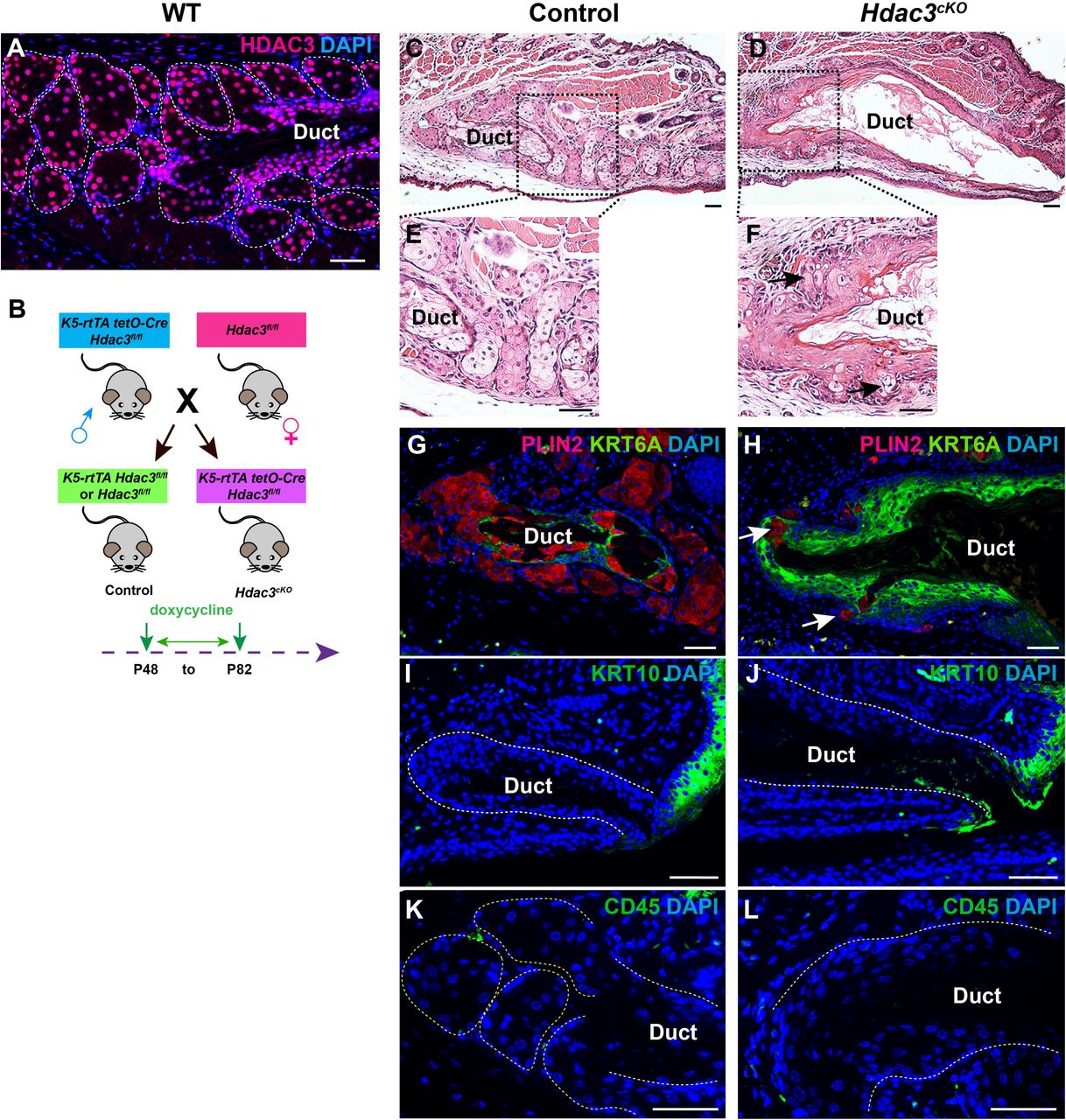 Krt10 | Covance | Bioz