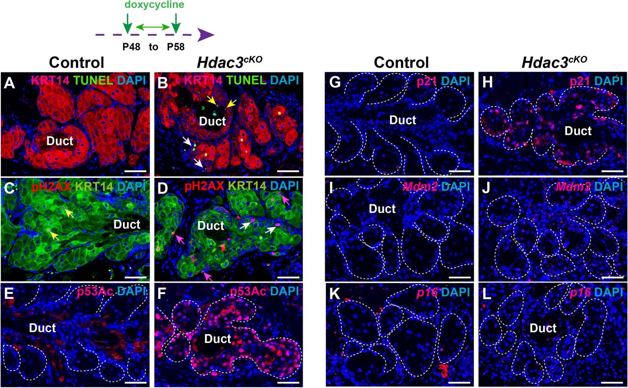 Rnascope Multiplex Fluorescent V2 Assay Acd | ATCC | Bioz