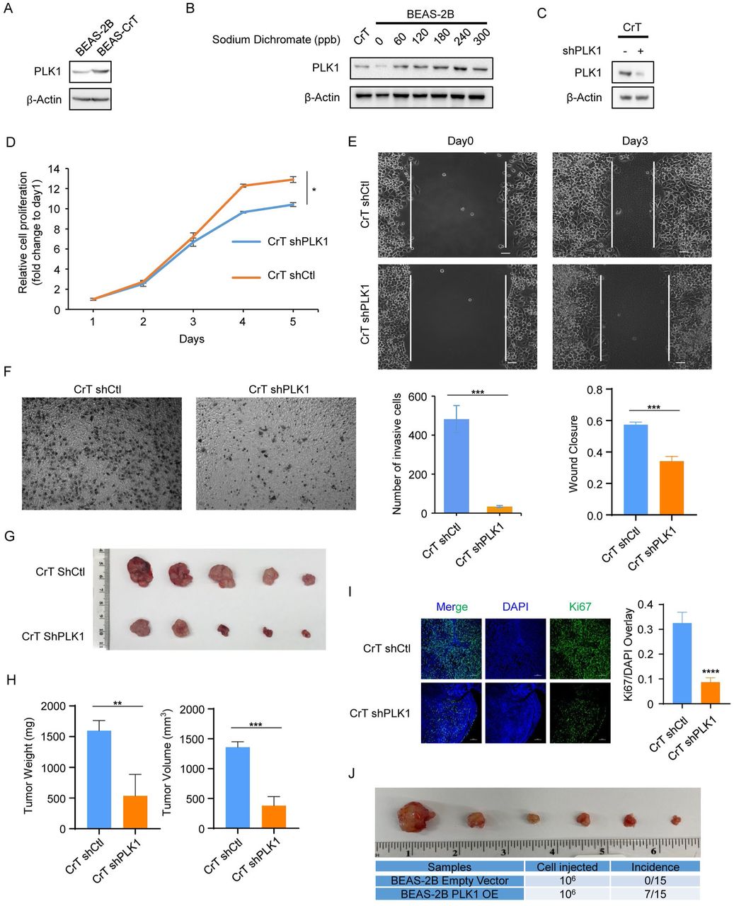 Human Bronchial Epithelial Cell Line Beas 2b | ATCC | Bioz