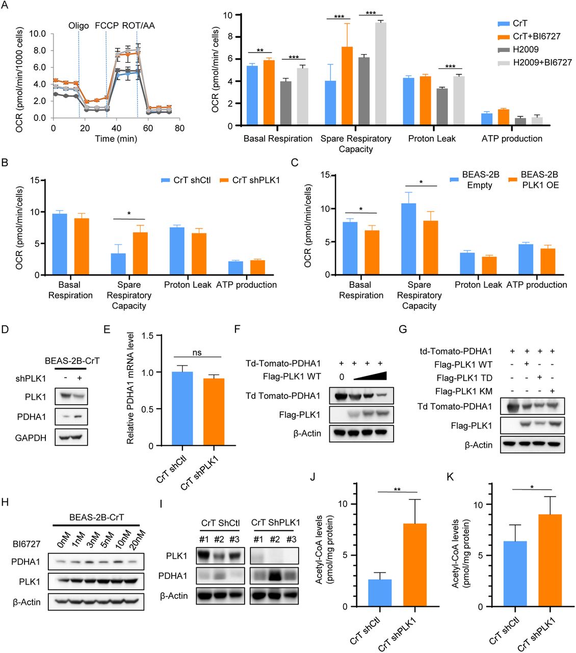 Human Bronchial Epithelial Cell Line Beas 2b | ATCC | Bioz