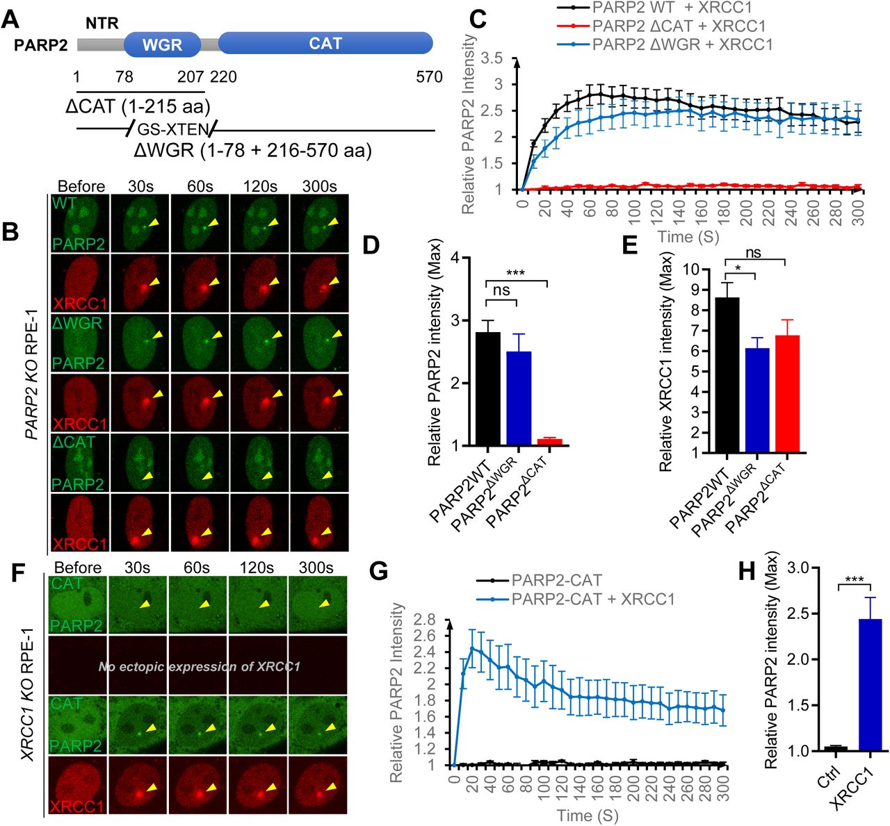 Gfp | Millipore | Bioz