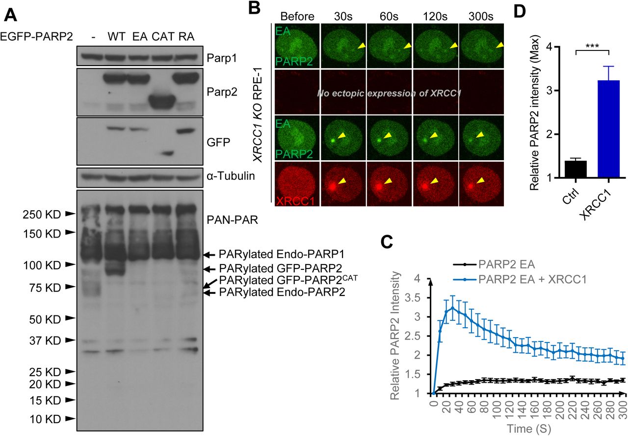 293t Cells | Millipore | Bioz
