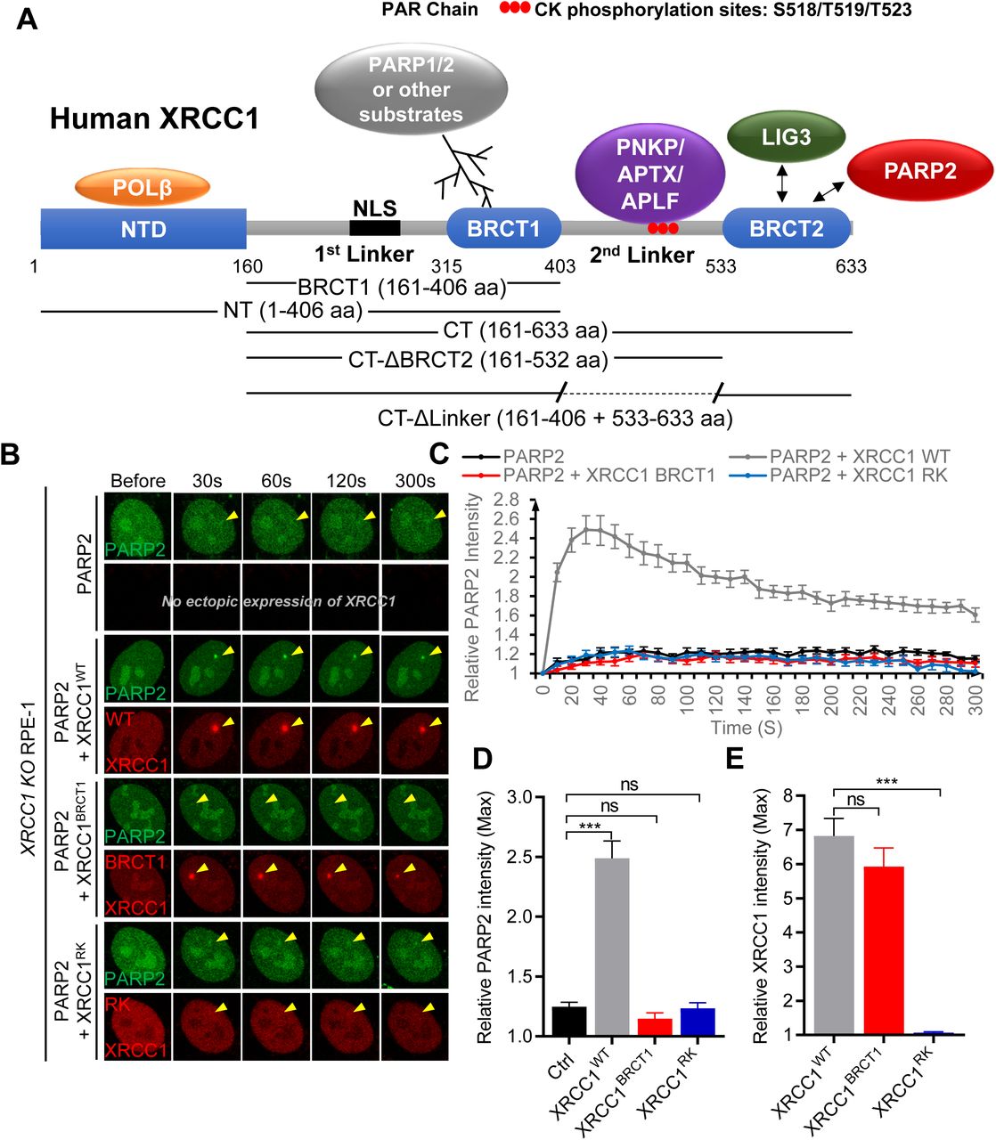 Gfp | Millipore | Bioz