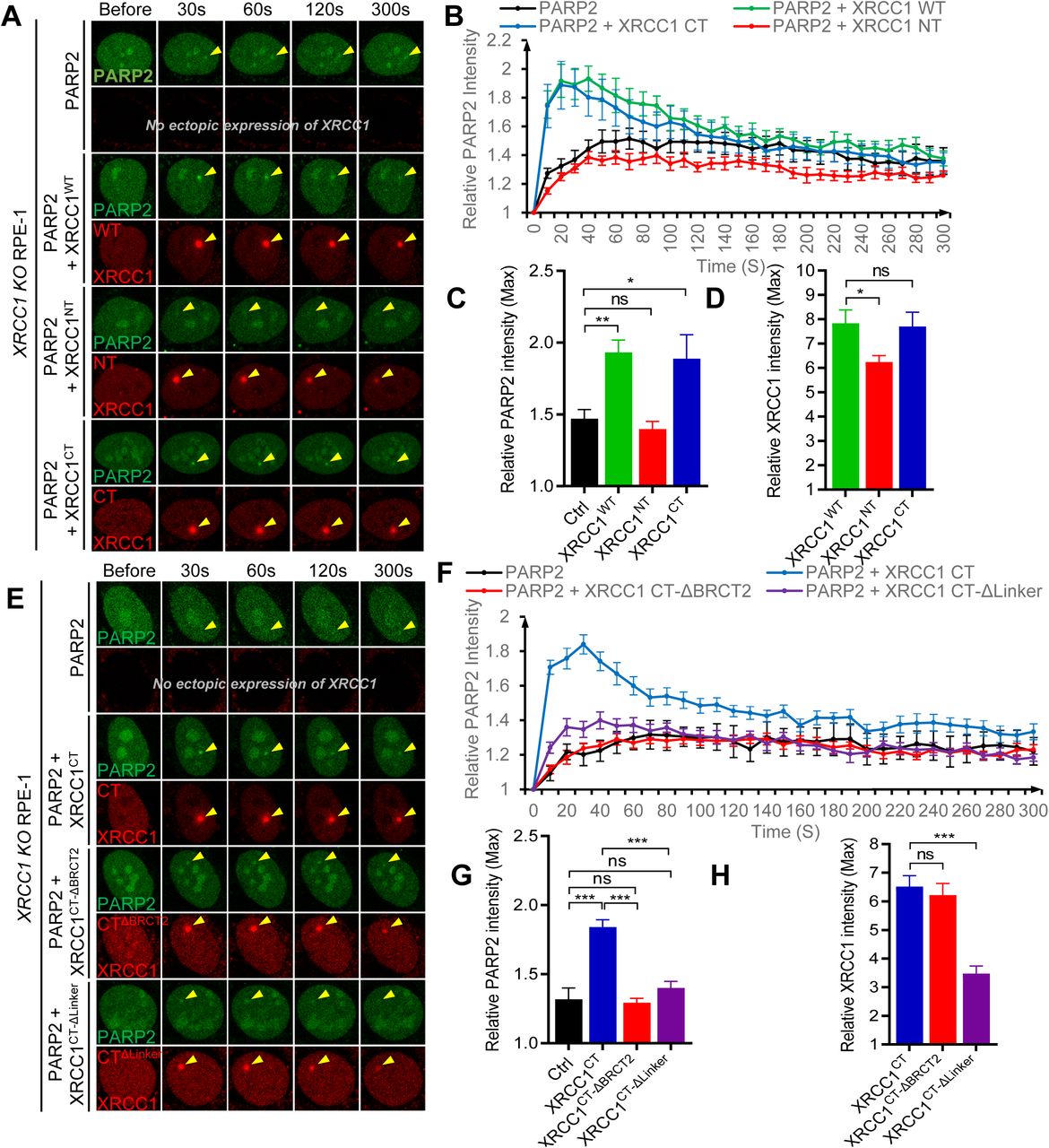 Gfp | Millipore | Bioz