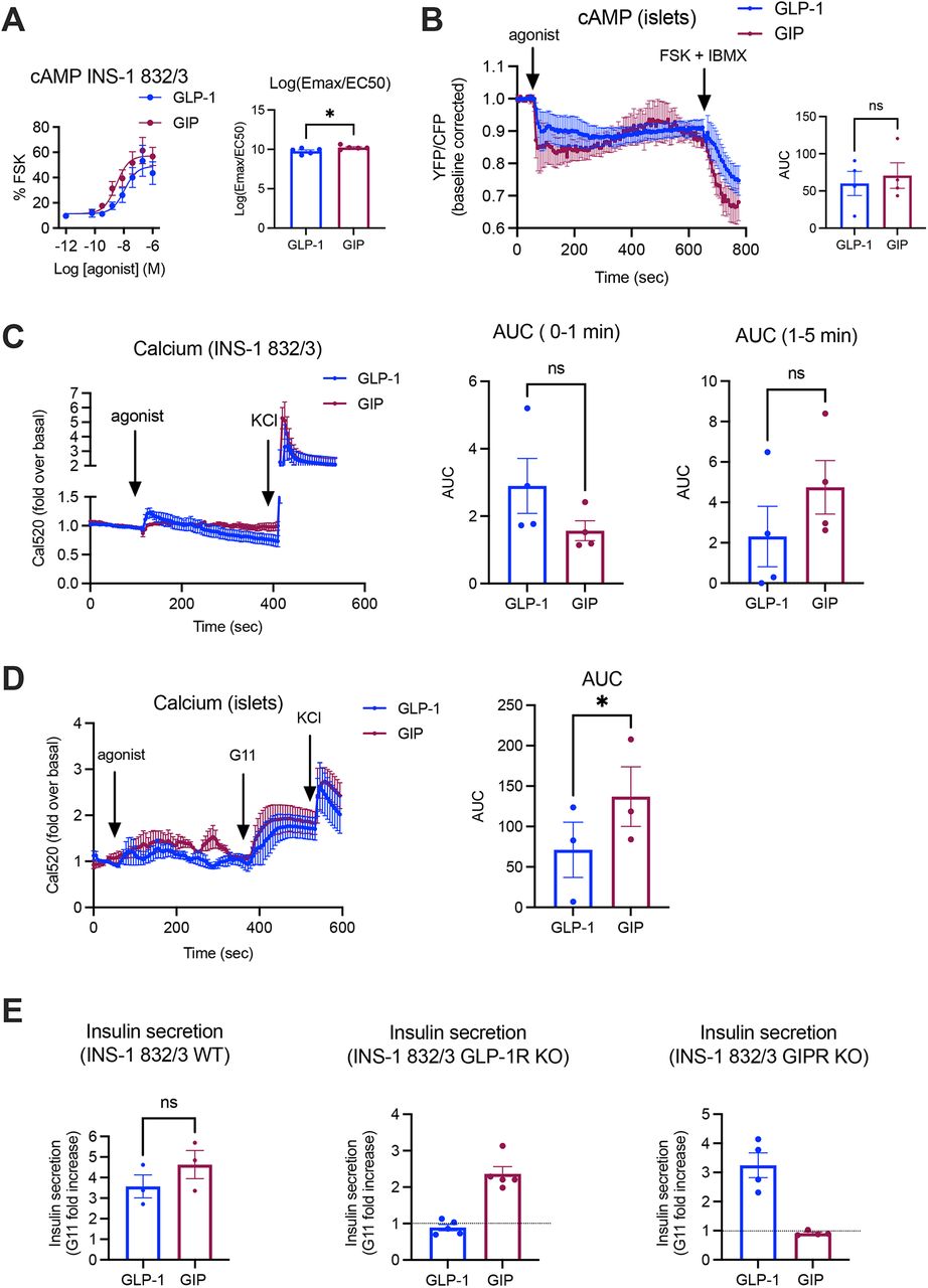 Pdx1 Cre Ert Mice | The Jackson Laboratory | Bioz