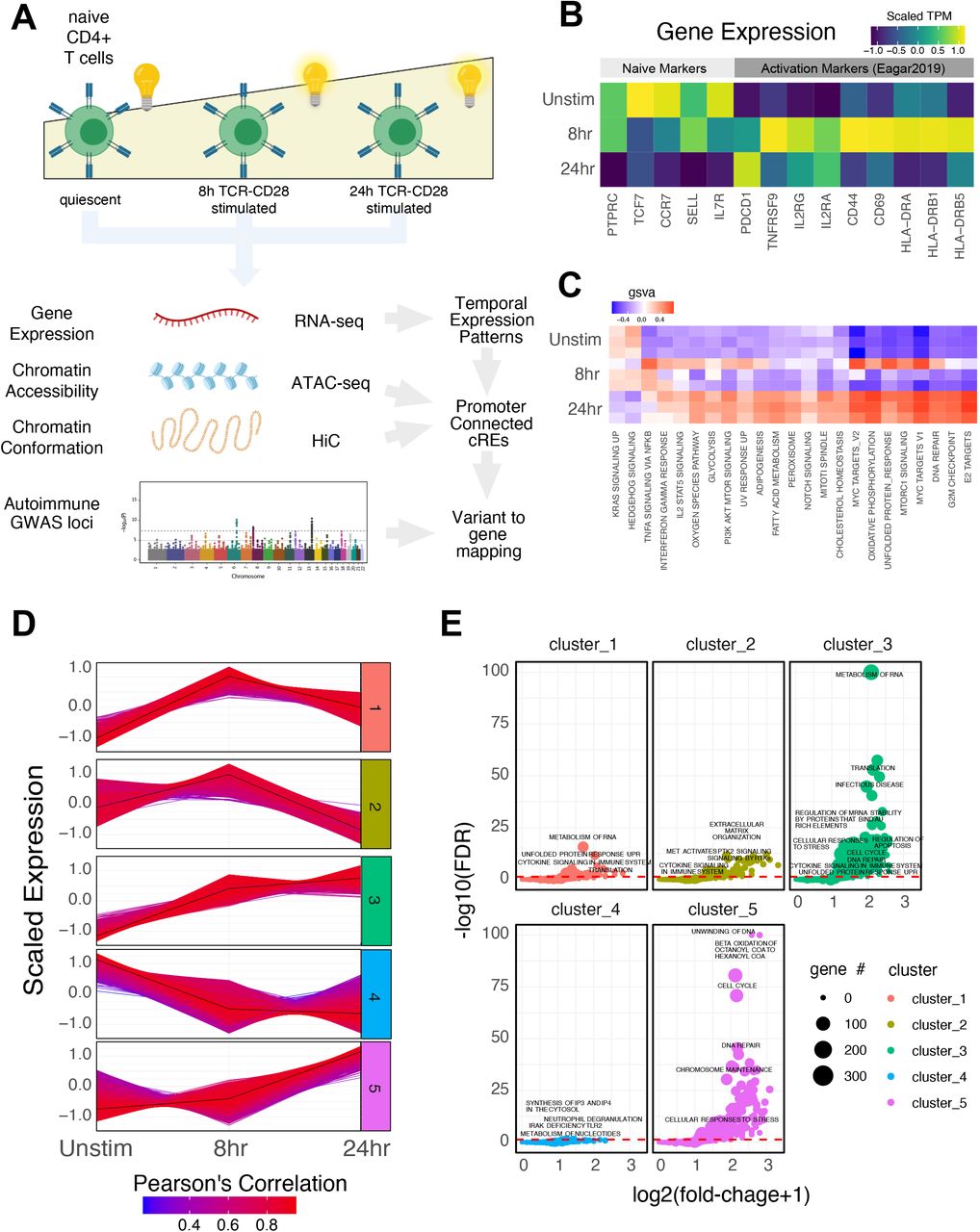 Human Cd4 Cells | Thermo Fisher | Bioz