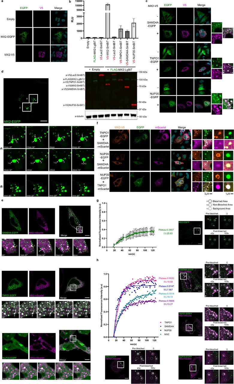 Mouse Monoclonal Anti V5 | Thermo Fisher | Bioz
