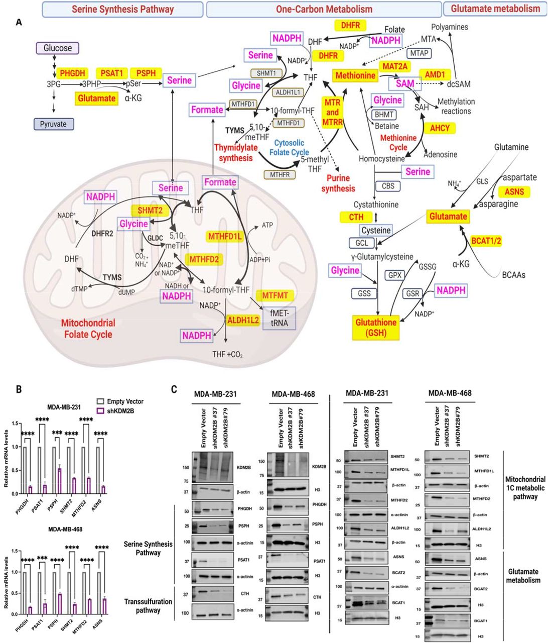 Rna Purification Kit | norgen biotek | Bioz