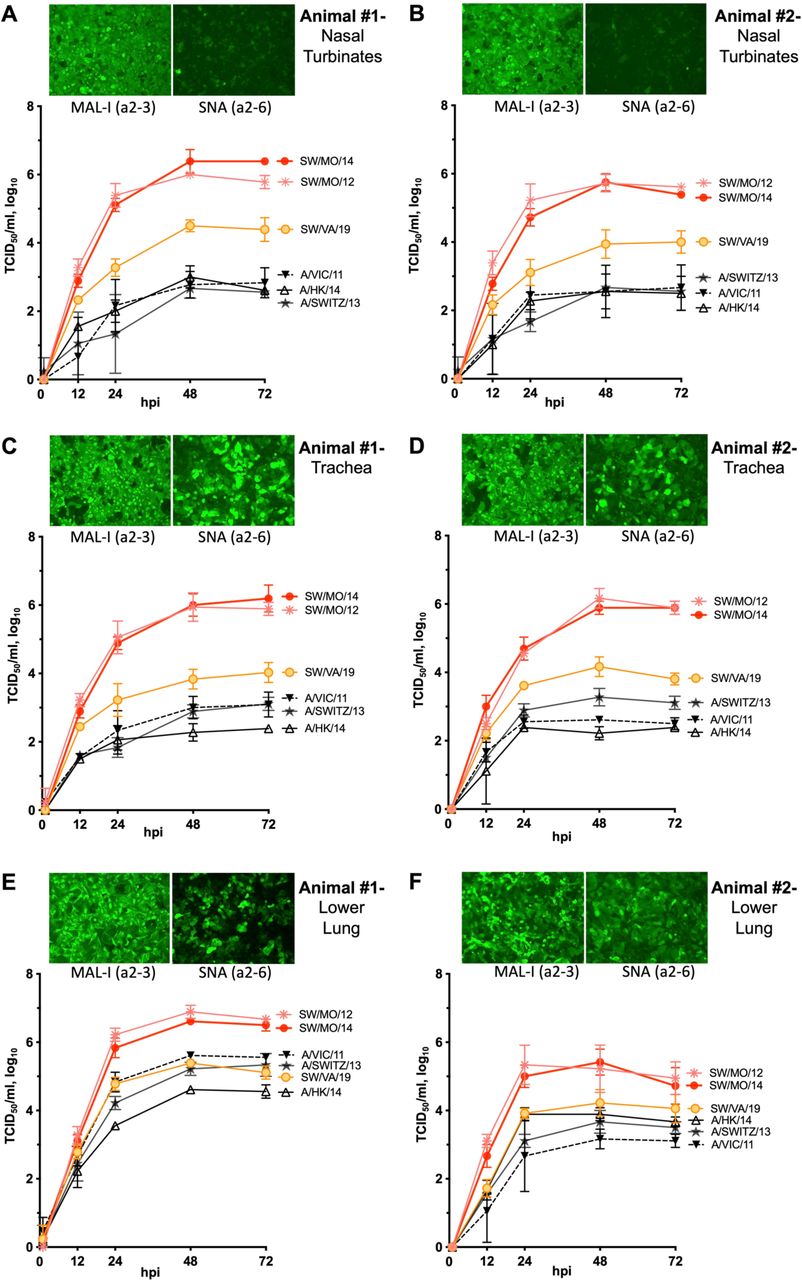 Biotinylated Sambucus Nigra Lectin Sna | vector laboratories | Bioz