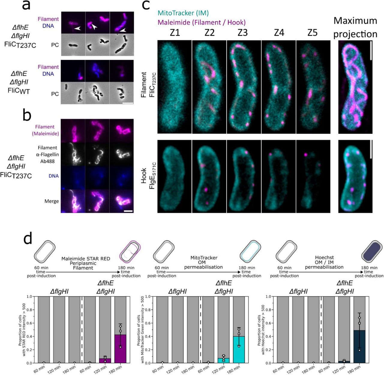 Mitotracker Green Fm | Thermo Fisher | Bioz