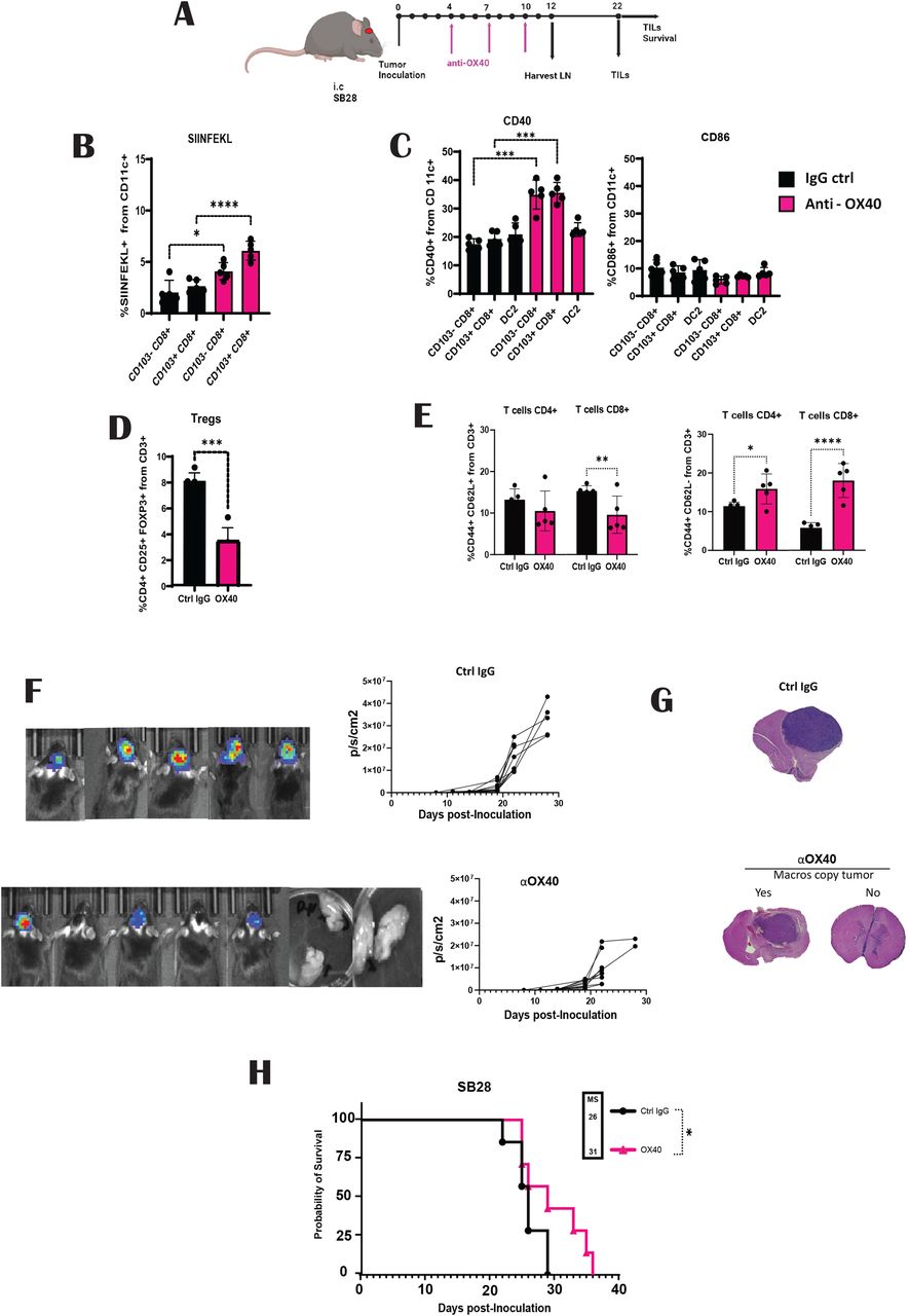 Cd4 Microbeads | Miltenyi Biotec | Bioz