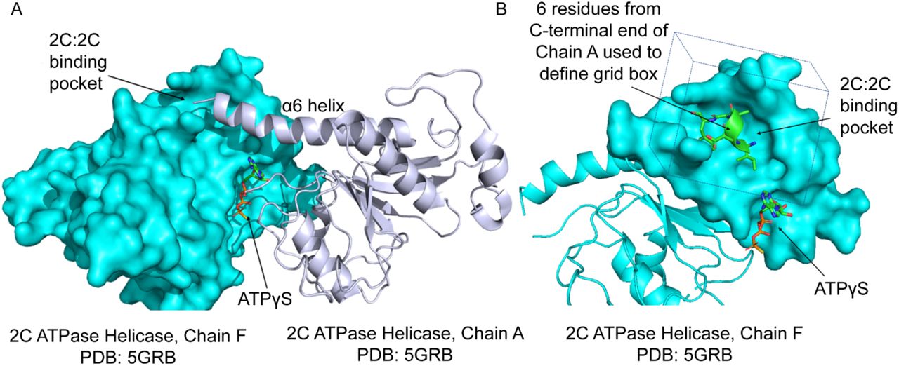 Ev A71 | ATCC | Bioz