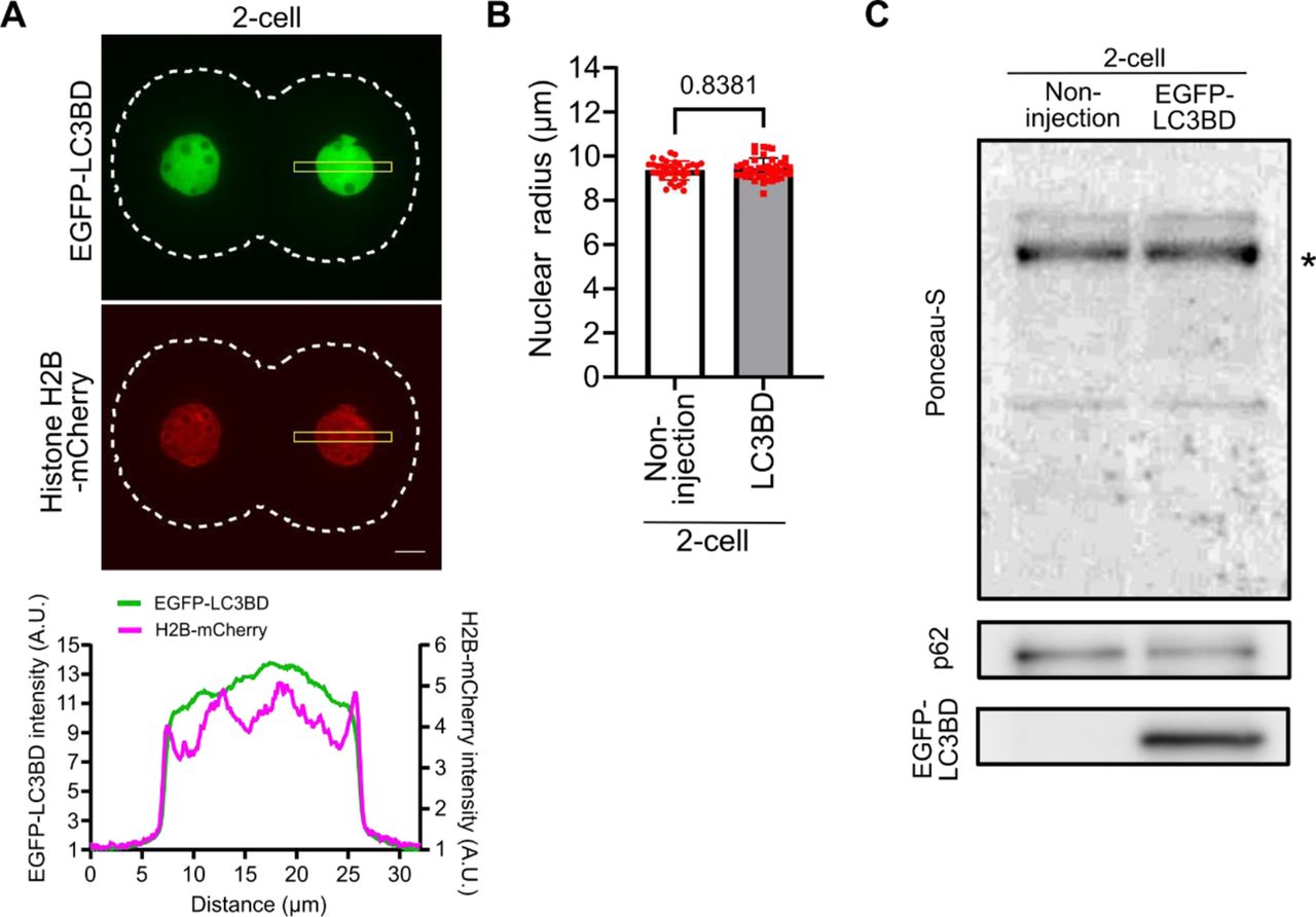 Pcdna3 1 Egfp Lc3bd Polya | Thermo Fisher | Bioz