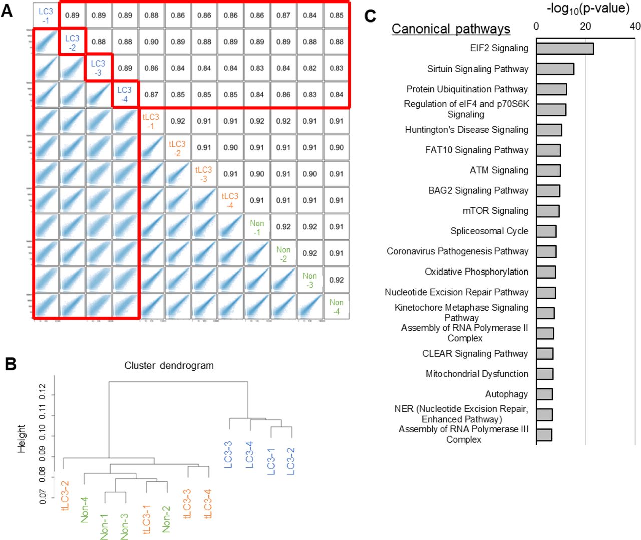 Pcdna3 1 Egfp Lc3bd Polya | Thermo Fisher | Bioz