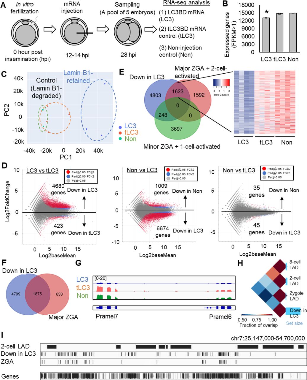 Pcdna3 1 Egfp Lc3bd Polya | Thermo Fisher | Bioz