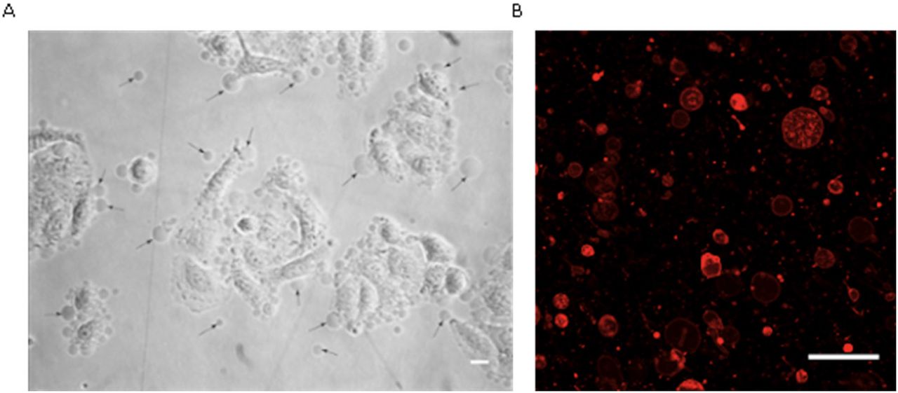 Human Lung Carcinoma Cell A549 | ATCC | Bioz