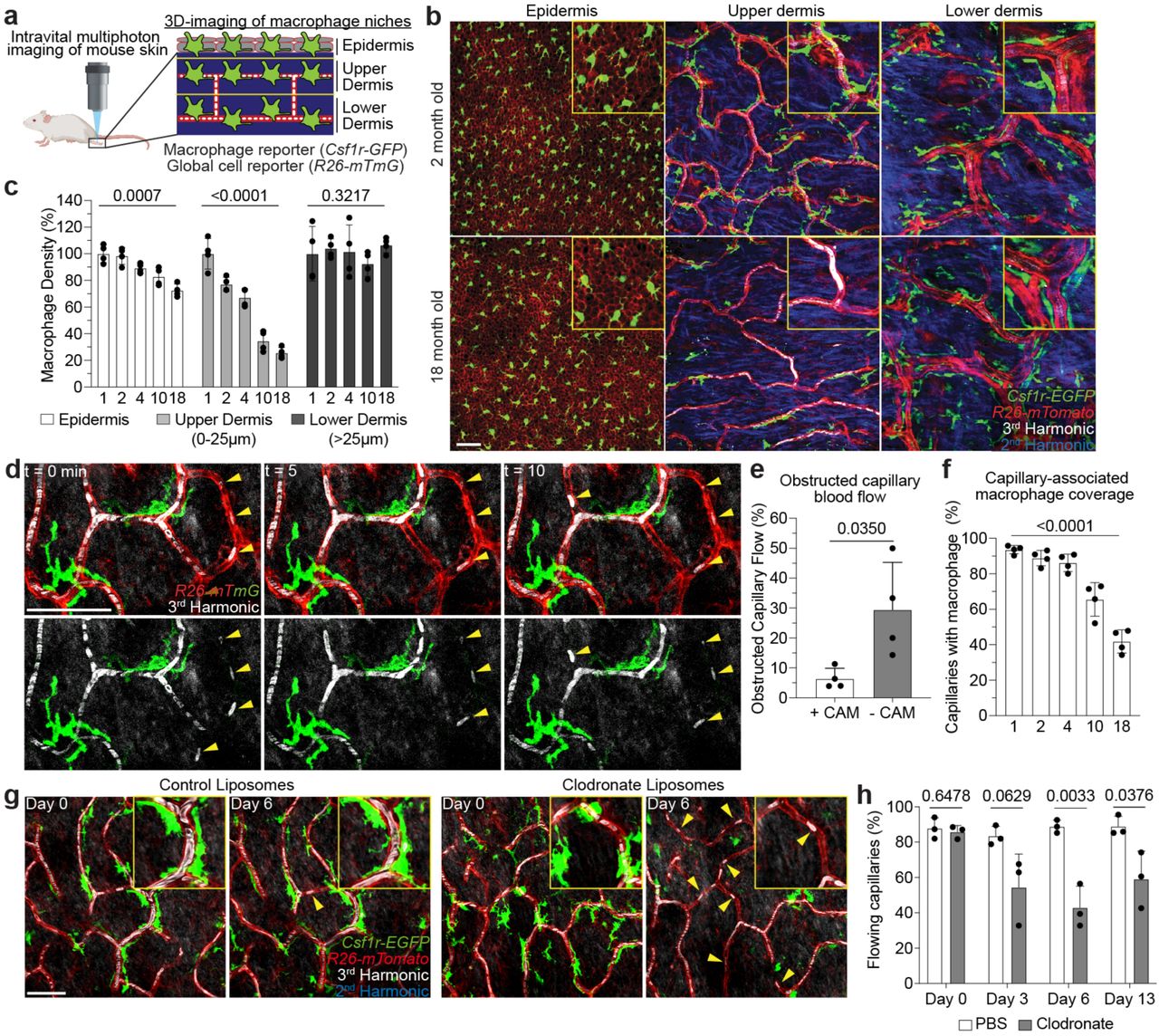 R26 Mtmg B6 129 Cg | Jackson Laboratory | Bioz