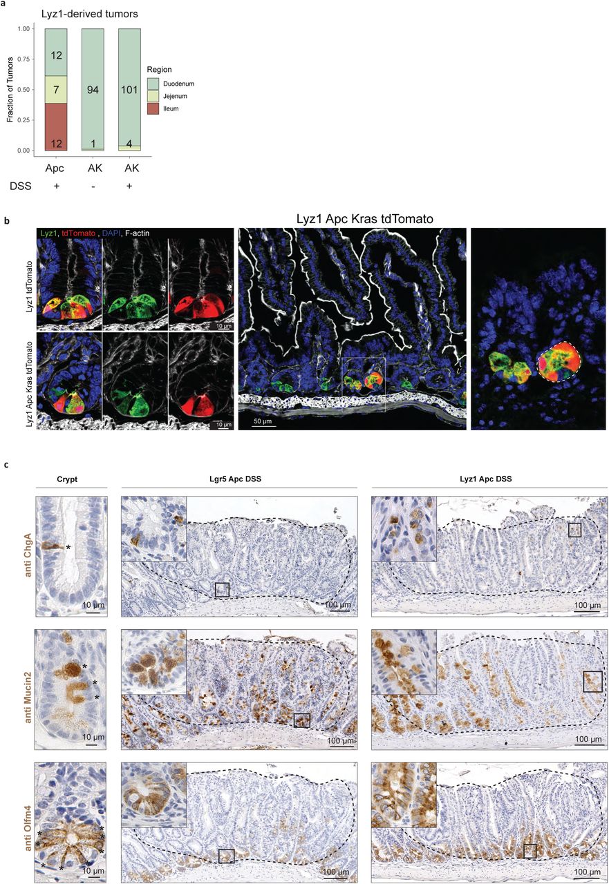 R26 Tdtomato Mice | Jackson Laboratory | Bioz