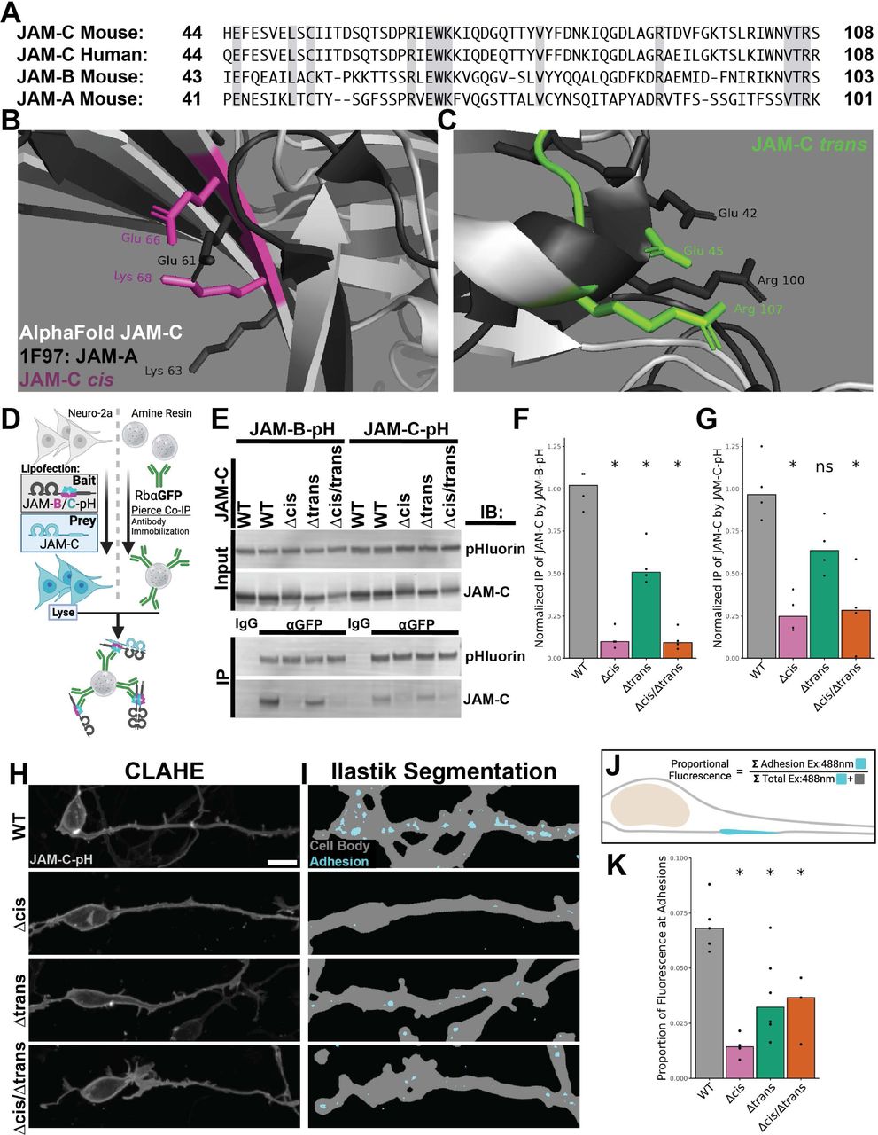 Neuro 2a Cell Line | ATCC | Bioz