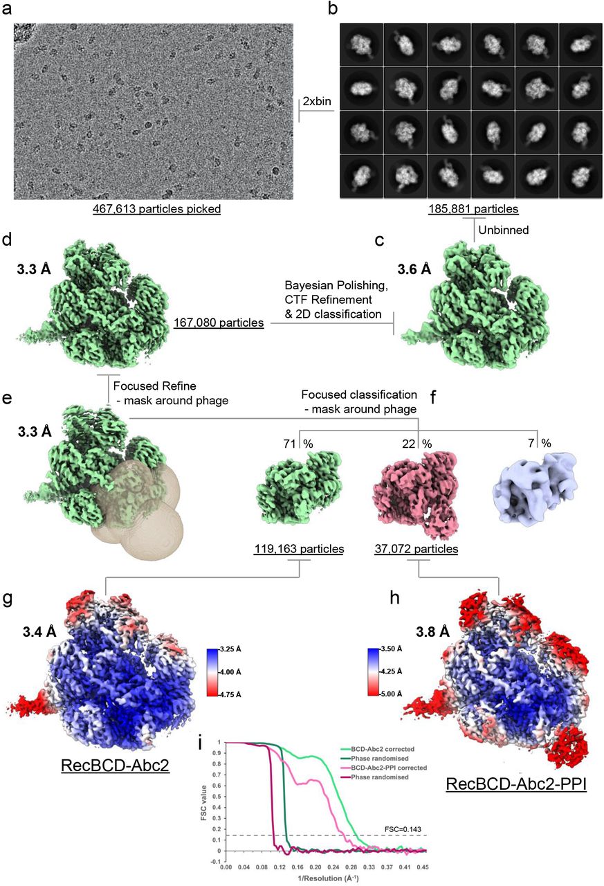 Recbcd Abc2 Ppi Complex | Thermo Fisher | Bioz