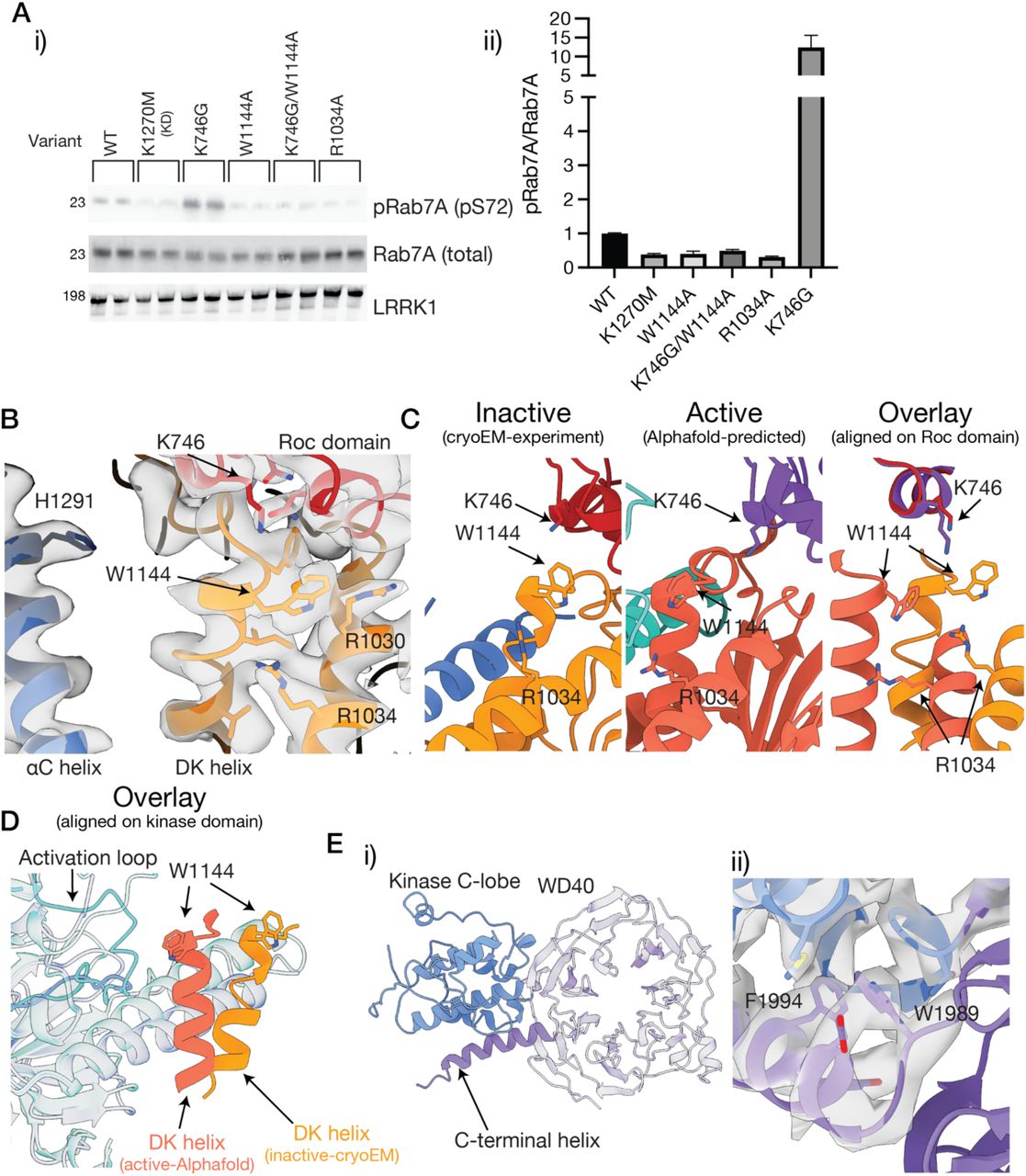 Anti Phospho Rab7a Primary Antibody | Abcam | Bioz