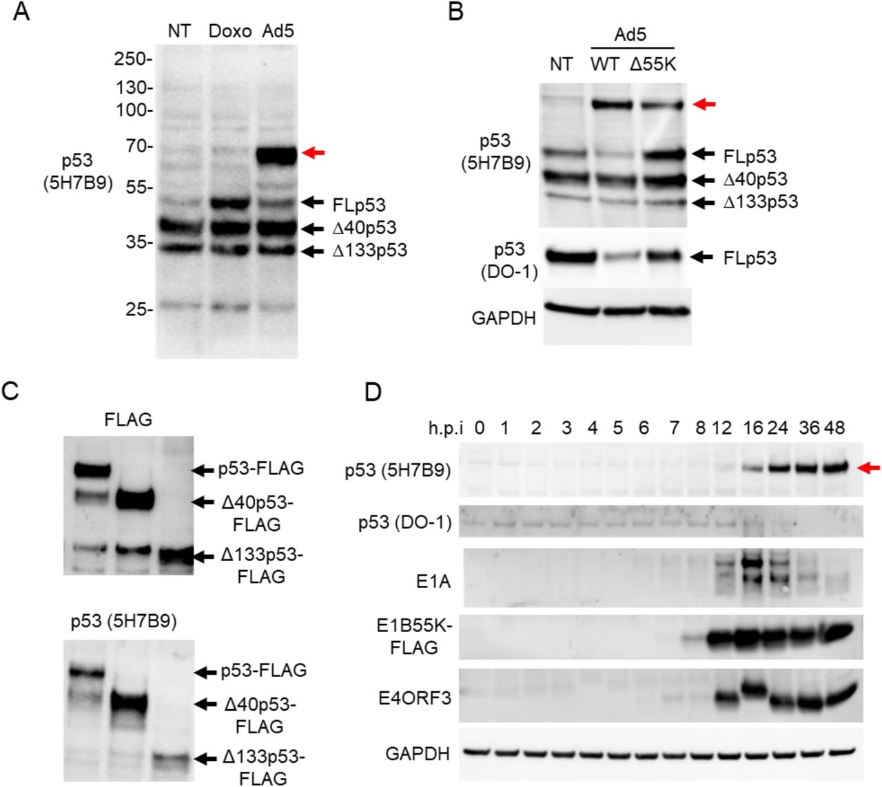 P53 Mouse Monoclonal Antibody | Santa Cruz Biotechnology | Bioz