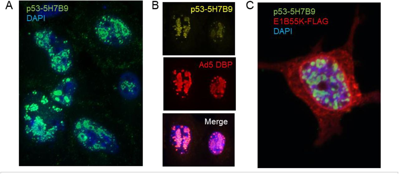 P53 Mouse Monoclonal Antibody | Santa Cruz Biotechnology | Bioz