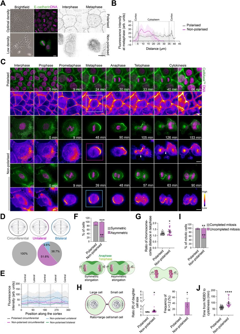 Cellmask Deep Red Plasma Membrane Stain | Thermo Fisher | Bioz