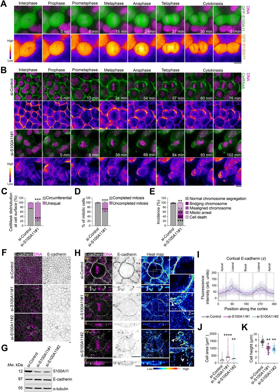 Cellmask Deep Red Plasma Membrane Stain | Thermo Fisher | Bioz
