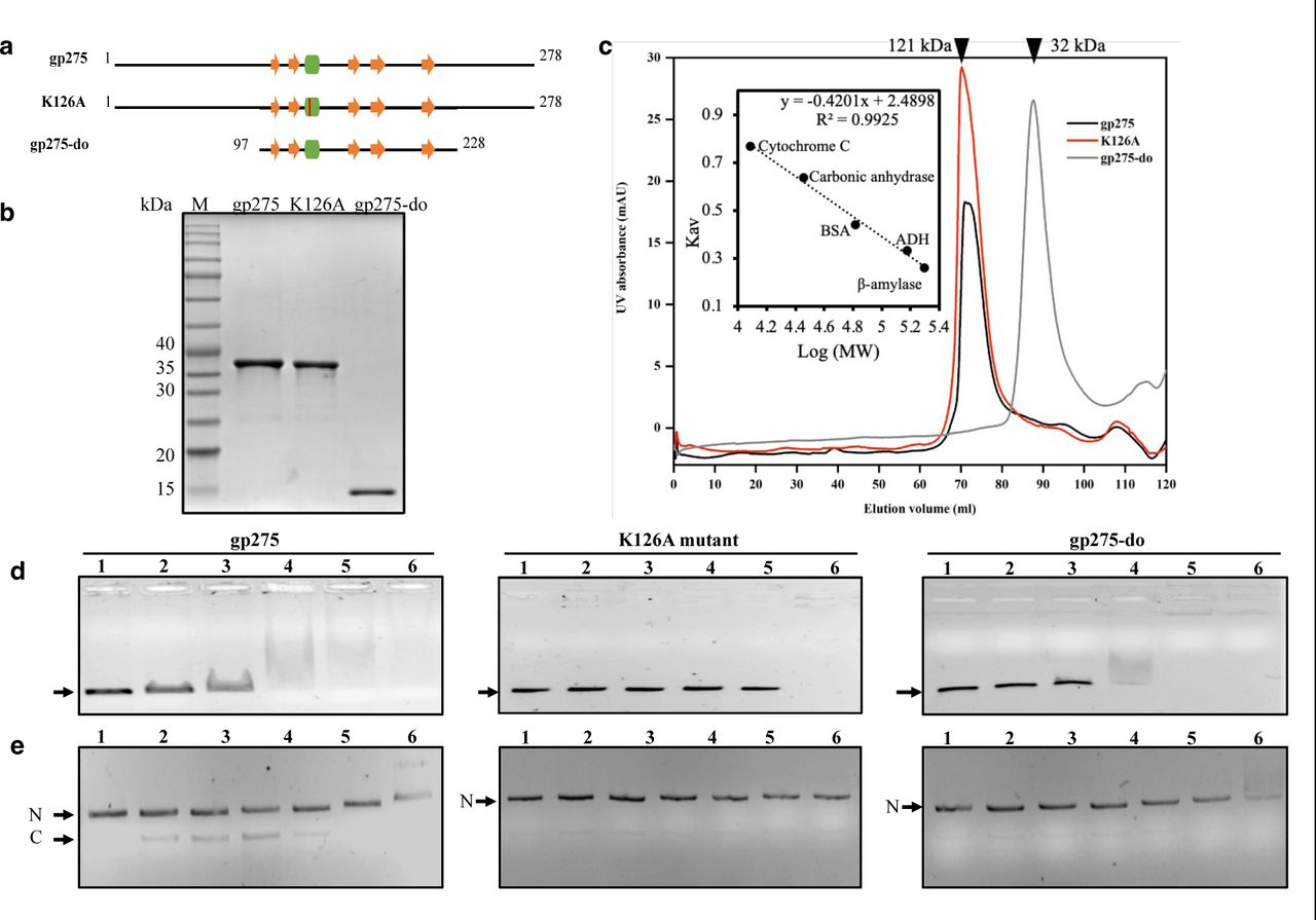 Puc19 Plasmid Dna | Thermo Fisher | Bioz