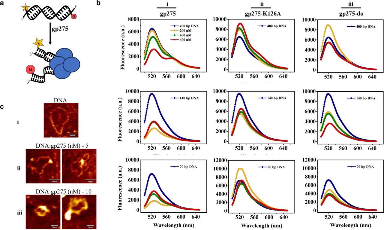 Puc19 Plasmid Dna | Thermo Fisher | Bioz