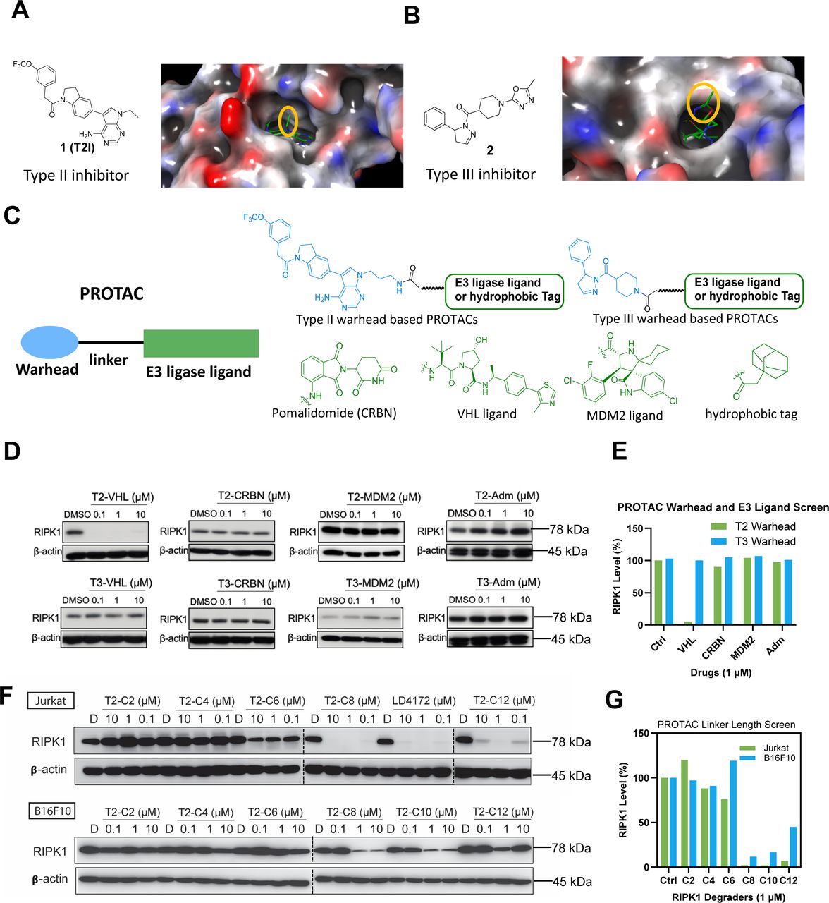 Mouse Melanoma Cell Line B16f10 | ATCC | Bioz
