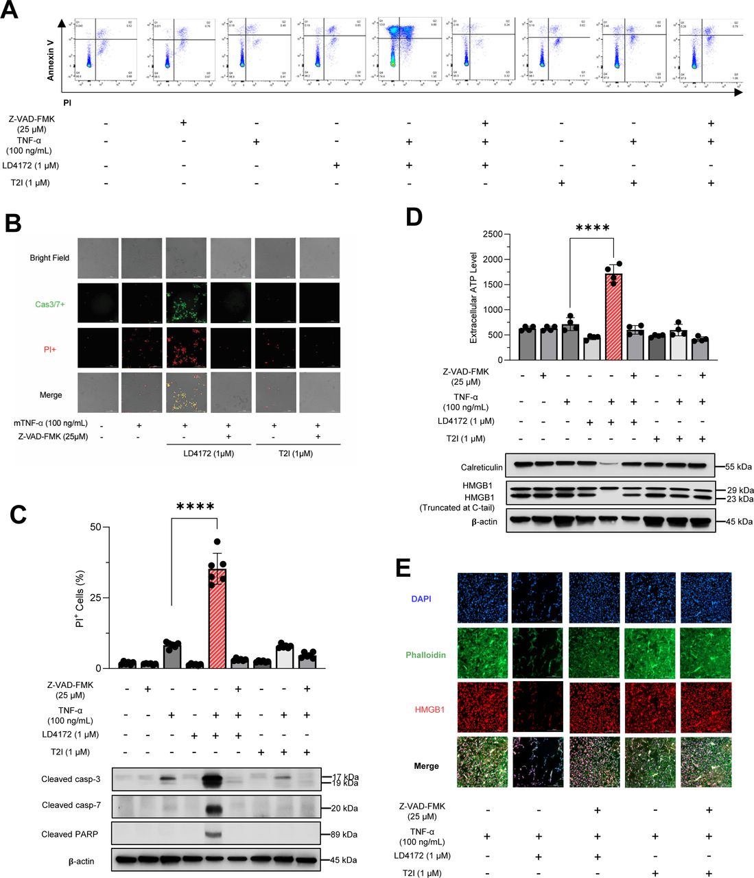 Mouse Melanoma Cell Line B16f10 | ATCC | Bioz