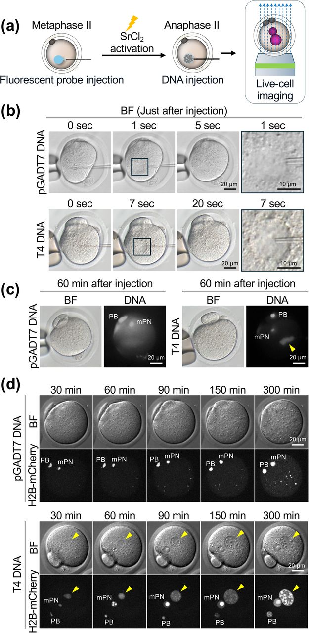 Pgadt7 Vector | TaKaRa | Bioz