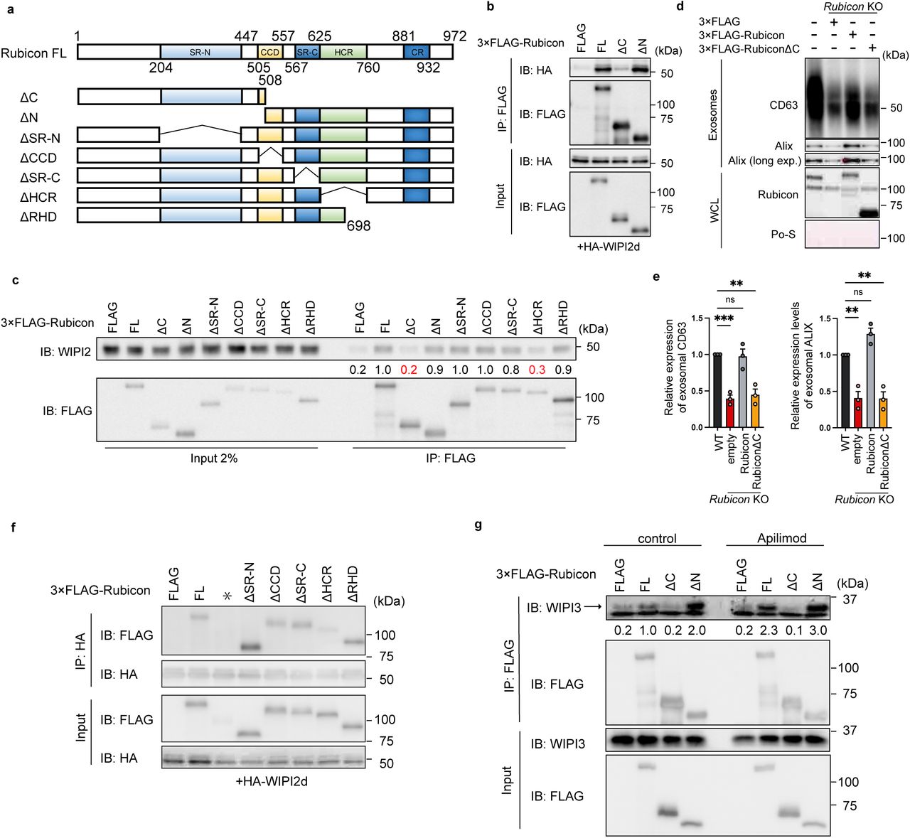 Lipofectamine Rnaimax Transfection Reagent | Thermo Fisher | Bioz