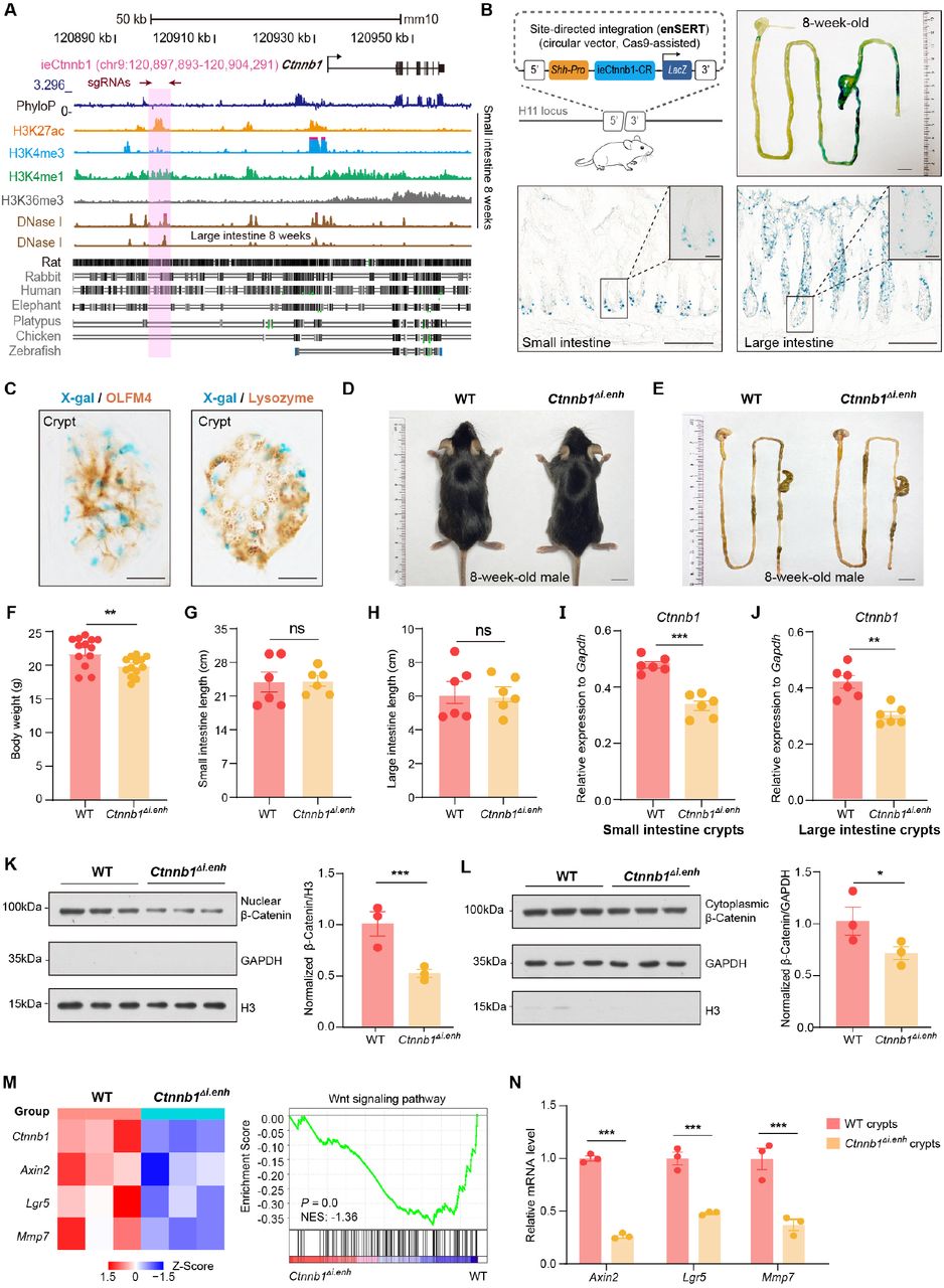 Lgr5 Egfp Ires Creert2 | The Jackson Laboratory | Bioz