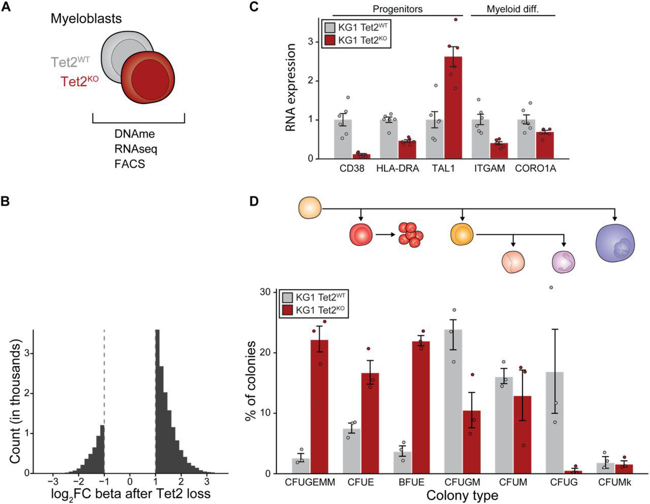 Tet2 Ko Cells | Benchling Inc | Bioz