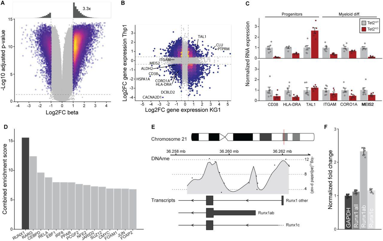 Tet2 Ko Cells | Benchling Inc | Bioz
