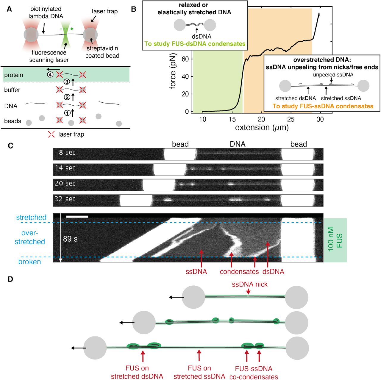 Streptavidin Coated Polystyrene Beads | Spherotech inc | Bioz