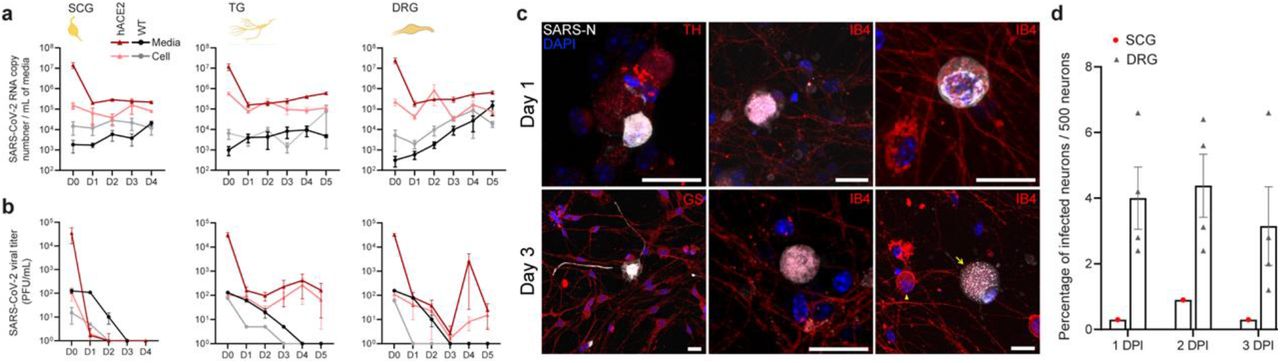 Rhodamine Labeled Bsl | Vector Laboratories | Bioz