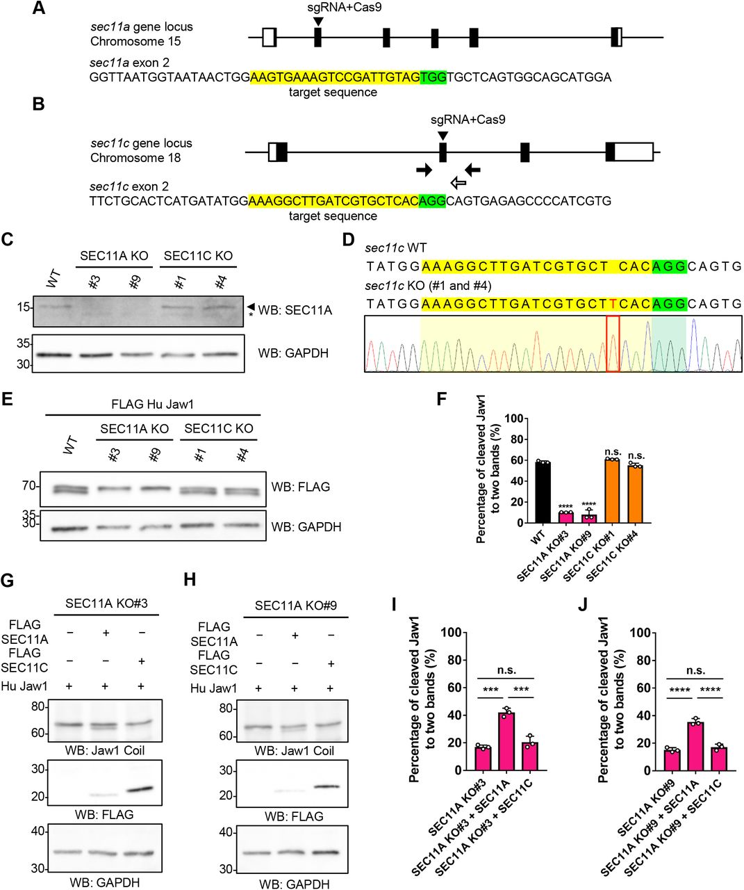 Flp In T Rex Hek293 Cell Line | Thermo Fisher | Bioz