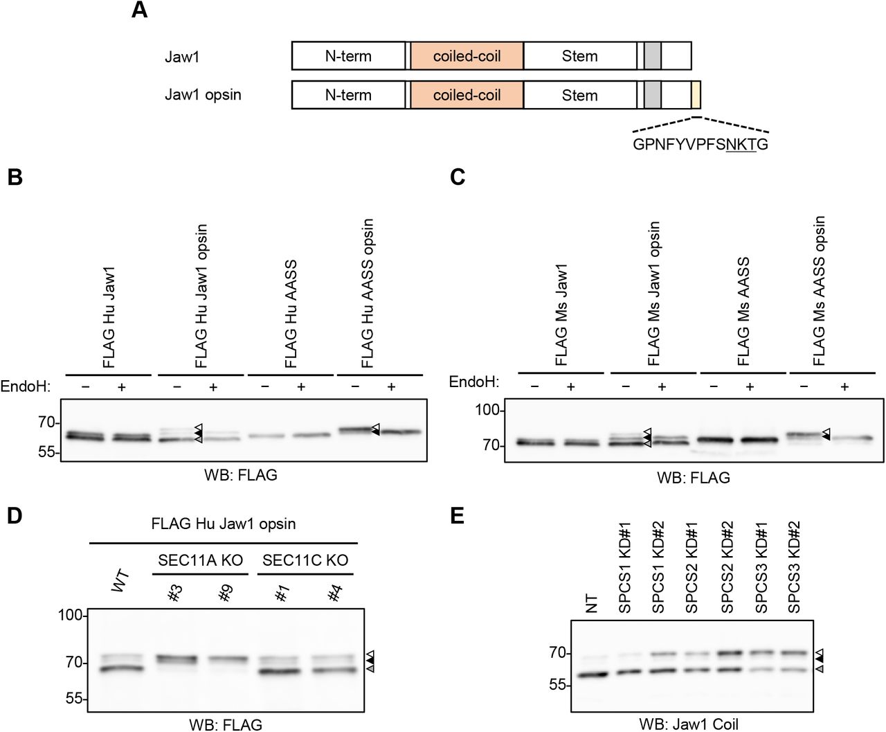 Flp In T Rex Hek293 Cell Line | Thermo Fisher | Bioz