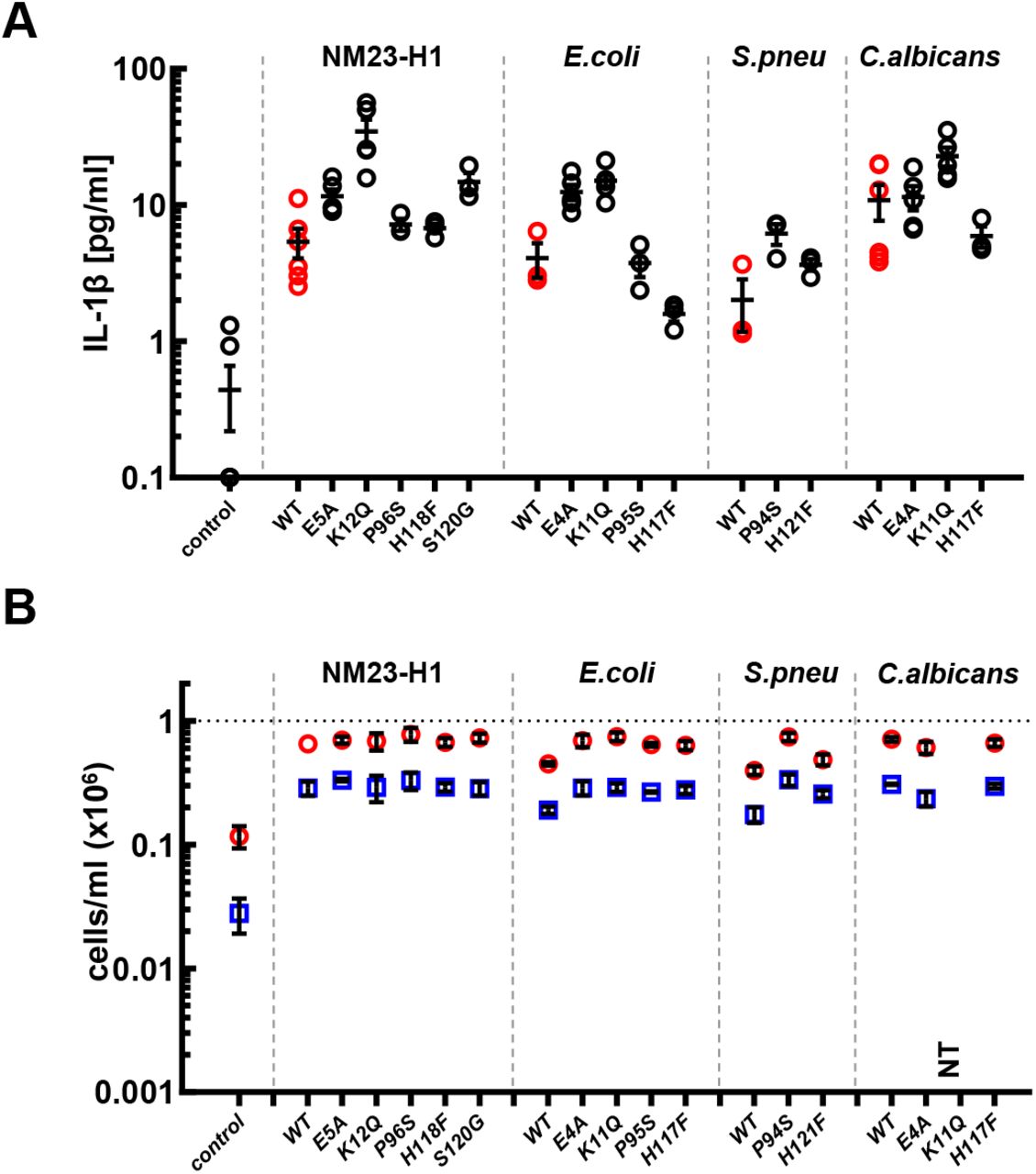Thp 1 Caspase | DSMZ | Bioz
