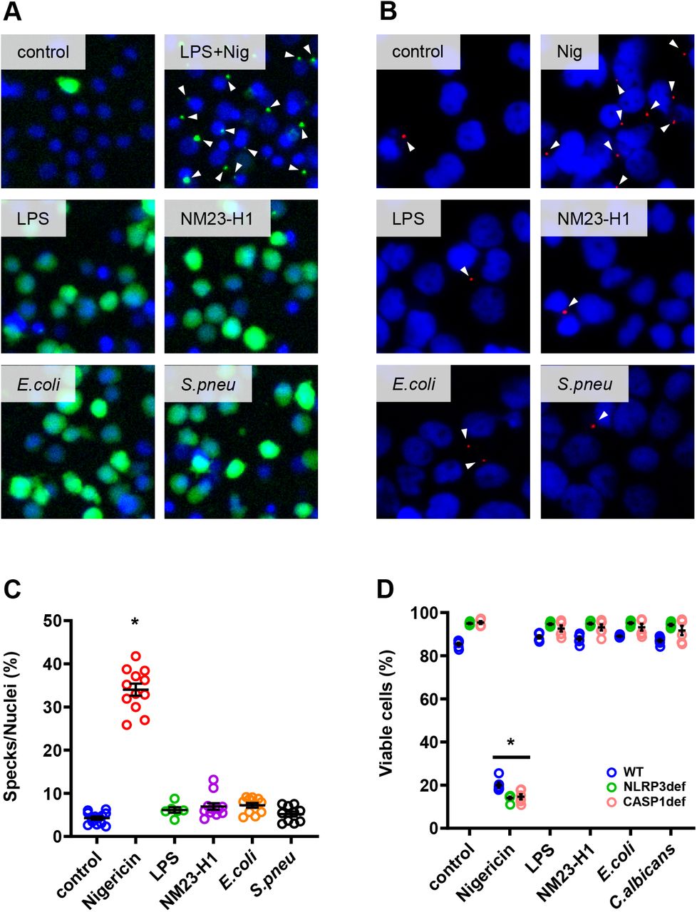 Thp 1 Caspase | DSMZ | Bioz