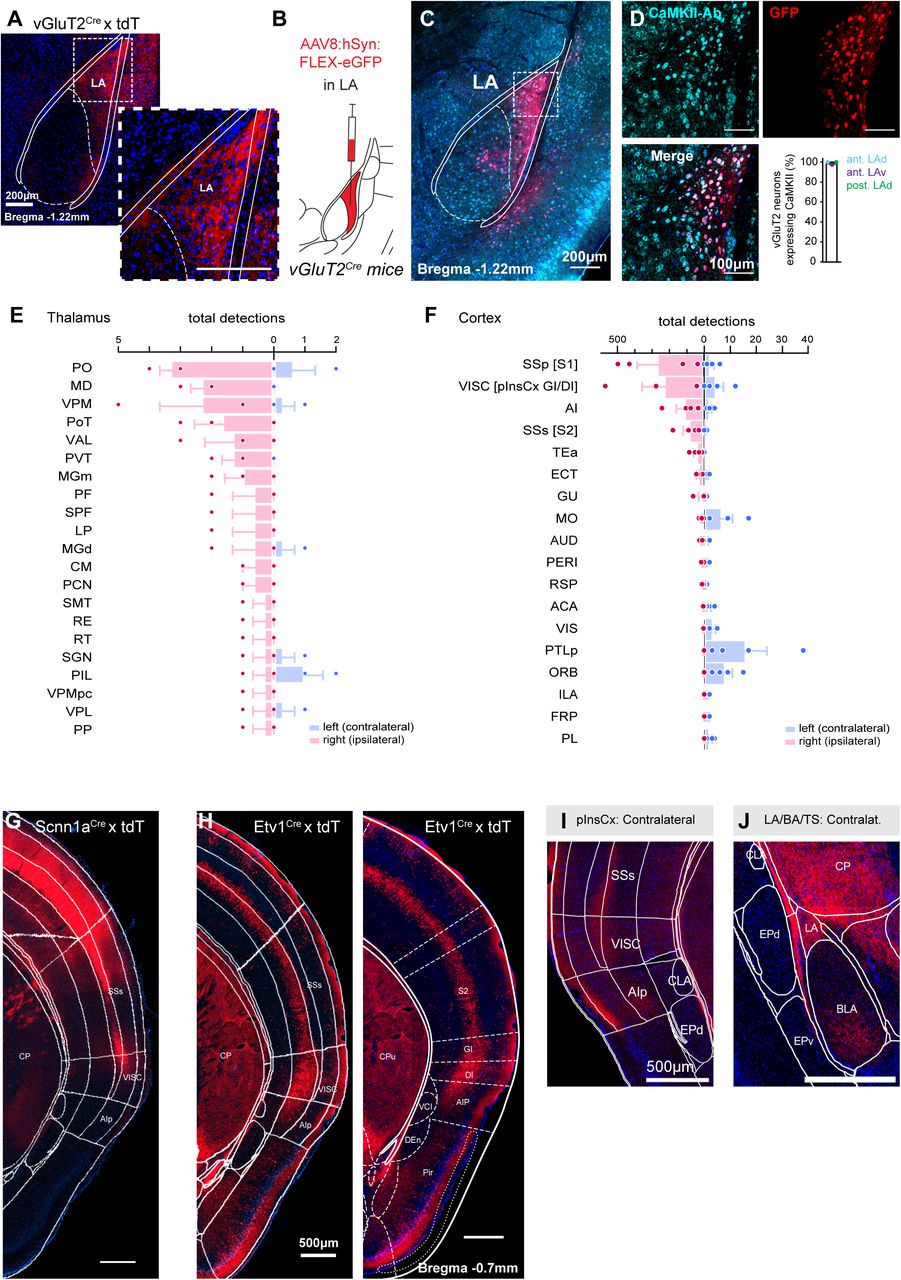 Rosa26lsl Tdtomato Mice | The Jackson Laboratory | Bioz